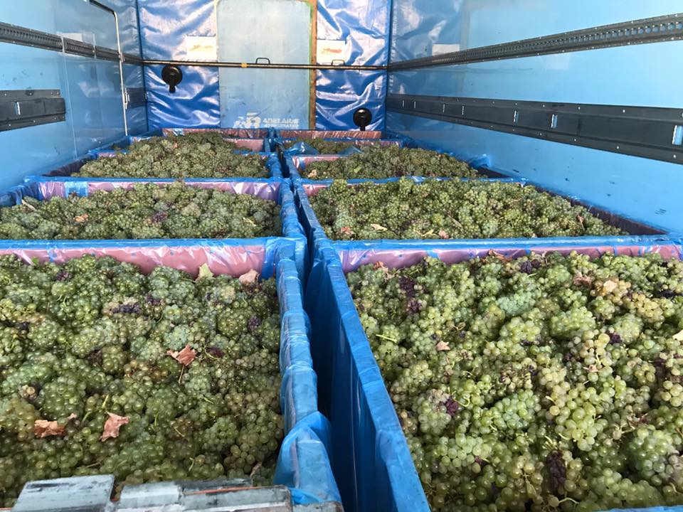 Grape yields down by up to 50 per cent for South Australian wine grape ...