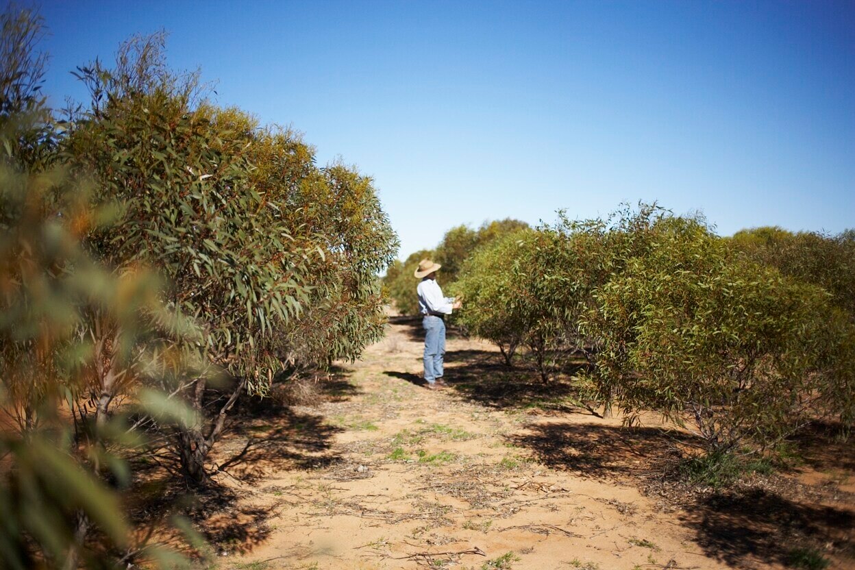 Operators of tree nurseries say they are on the brink of collapse due ...