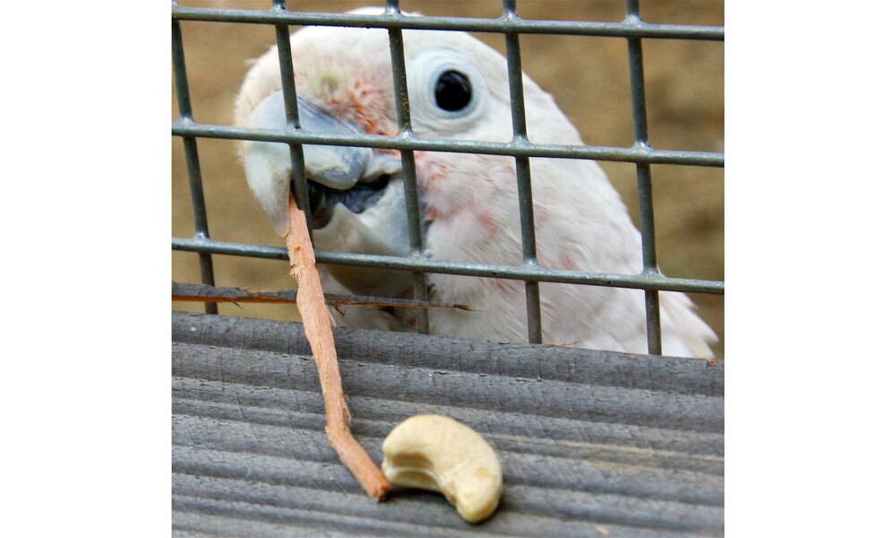 Understanding the bird brain - ABC listen