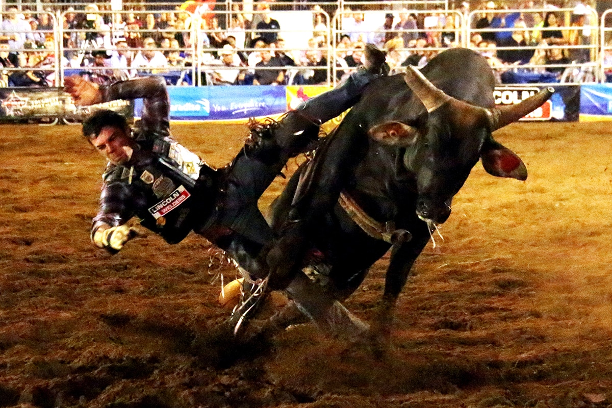 Only one winner in battle to ride Gotcha Rockin at Darwin rodeo - ABC News