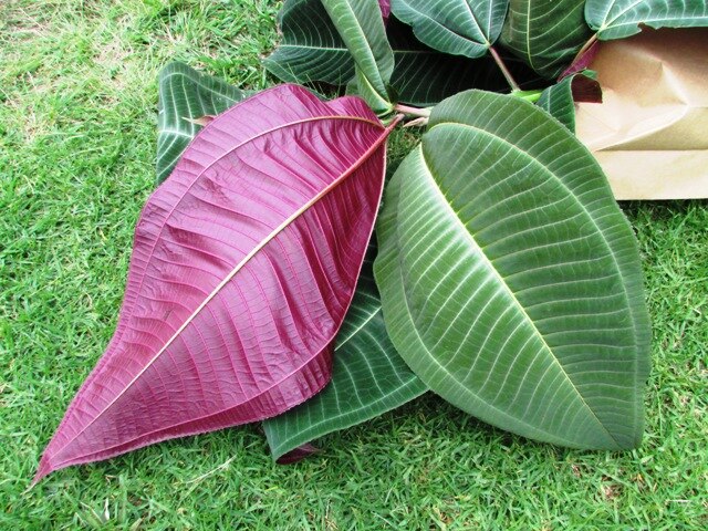 Miconia find prompts weed warning - ABC News