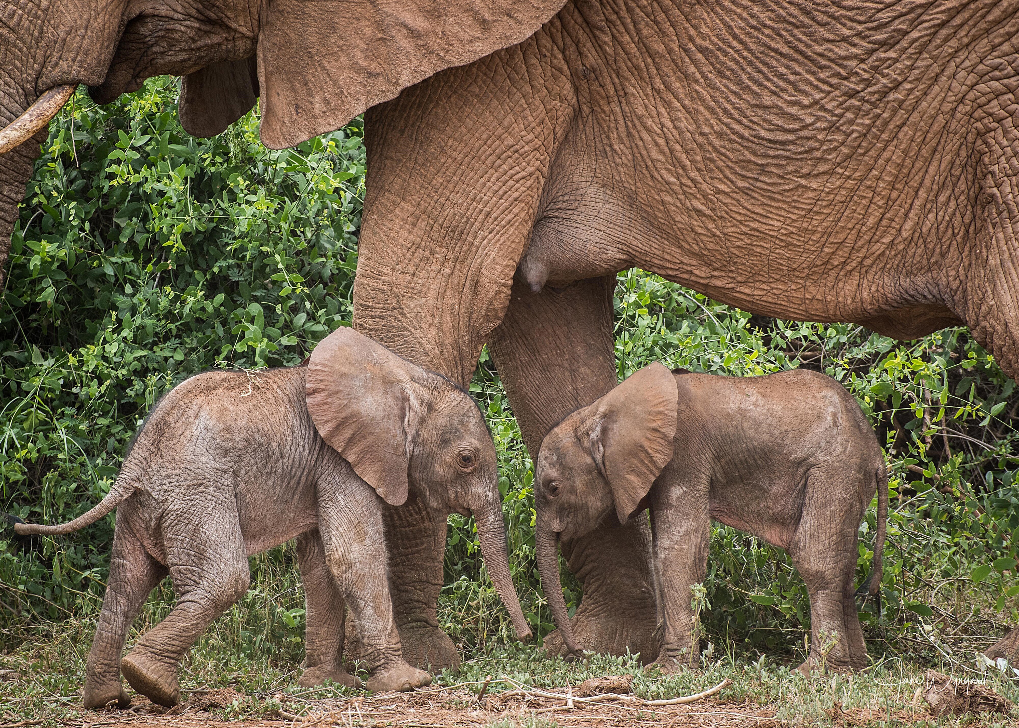 Rare twin elephants born in Kenya - ABC News