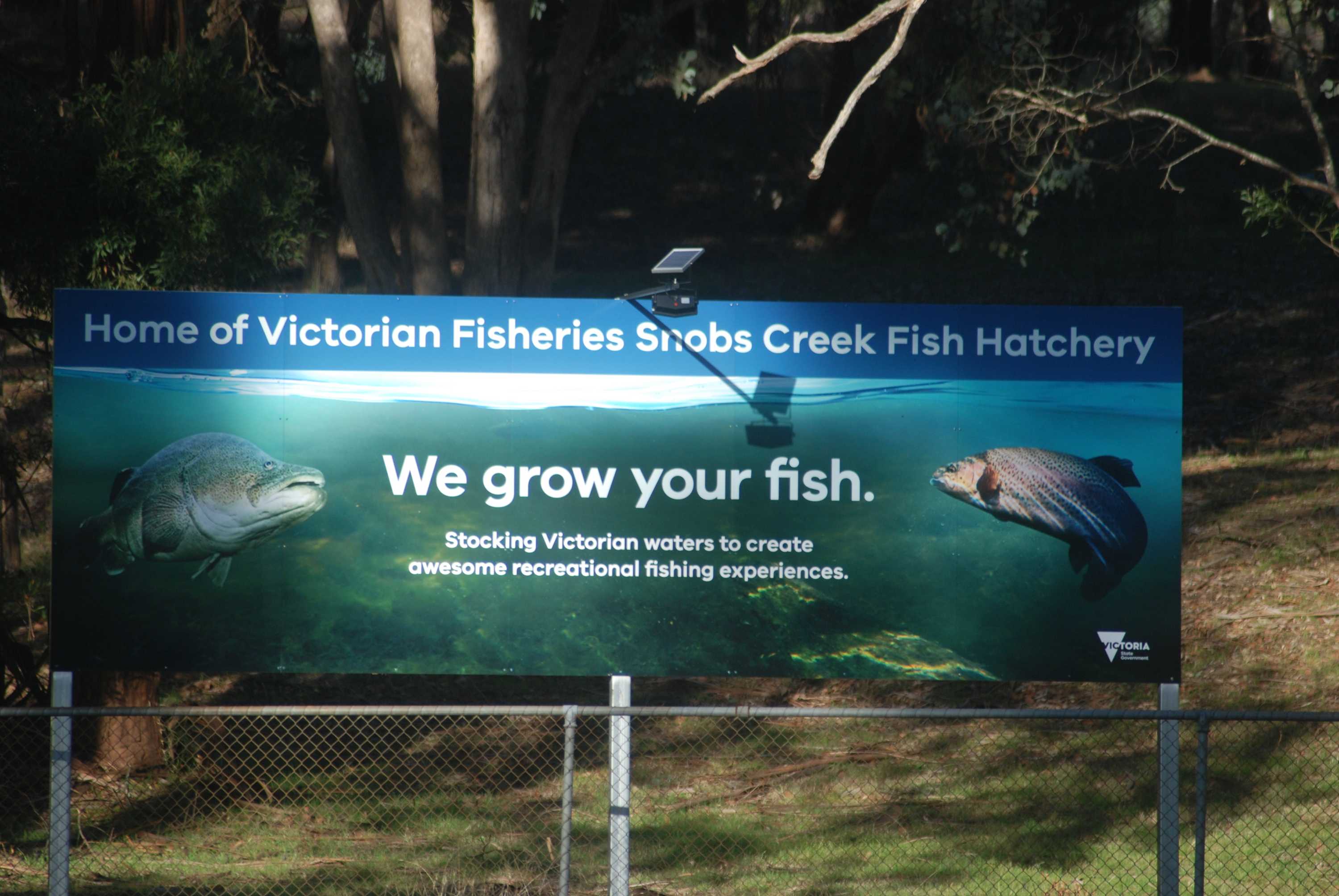 Snobs Creek Fish Hatchery and Victoria's $2 billion angling industry ...