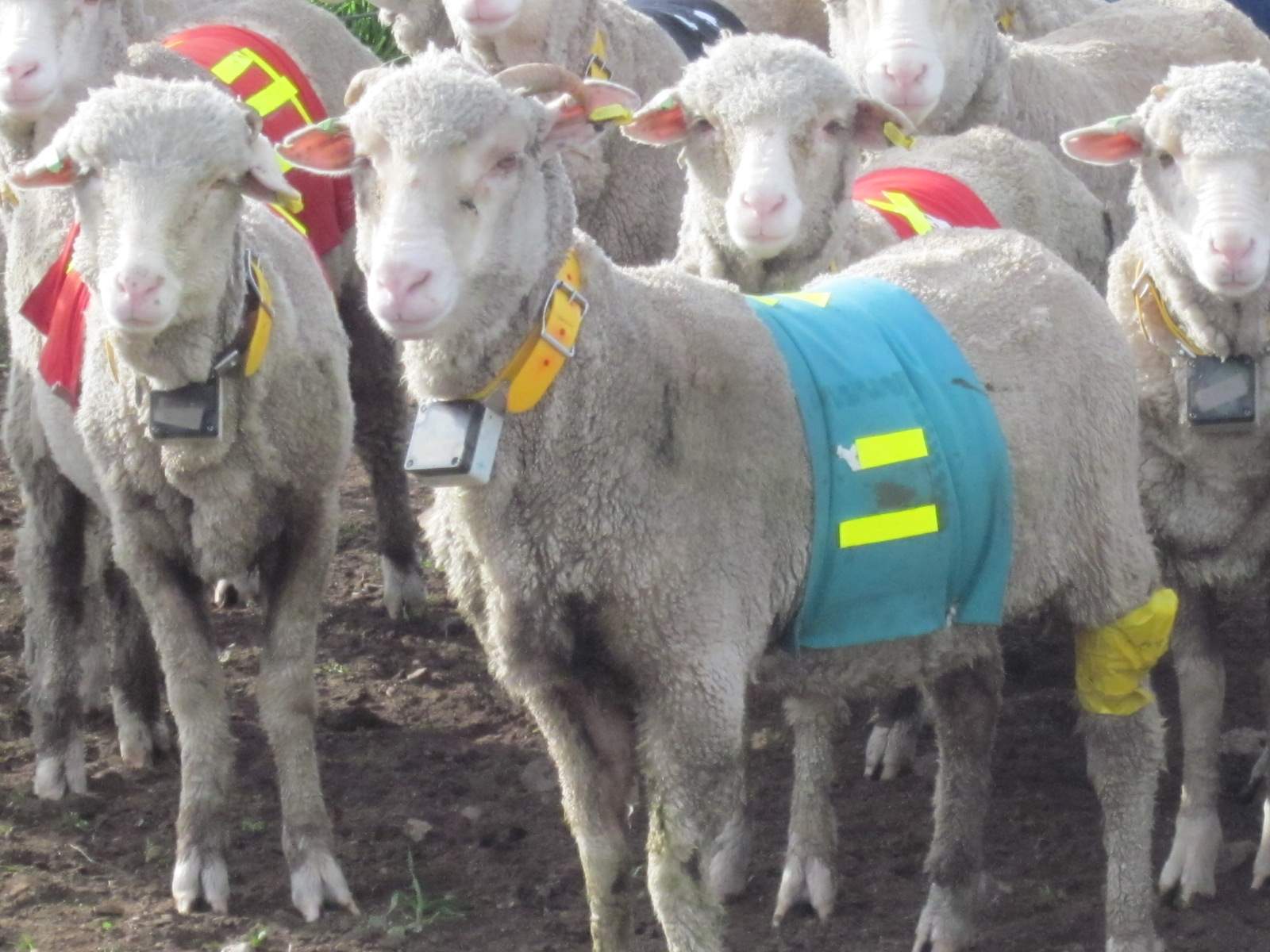 GPS devices used to track sheep grazing habits - ABC News