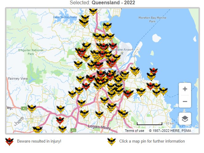 What should you do if a magpie attacks you? - ABC News