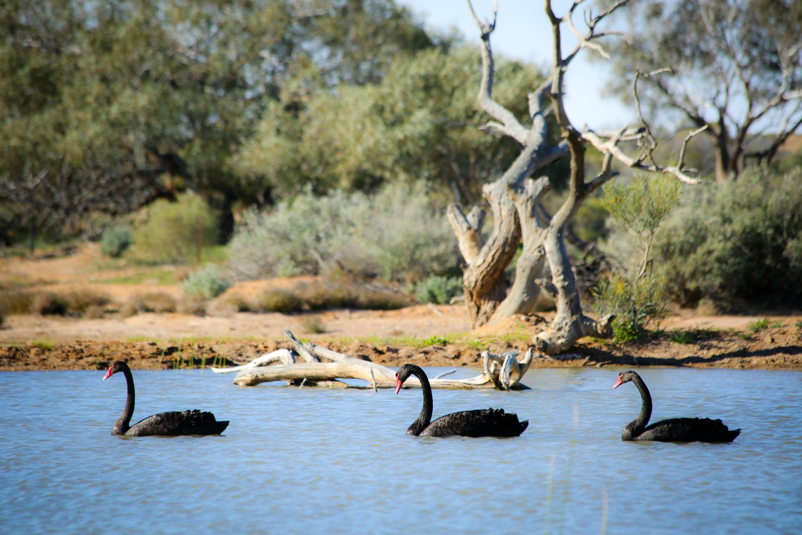 Wildlife thrives along Flinders Ranges - ABC News