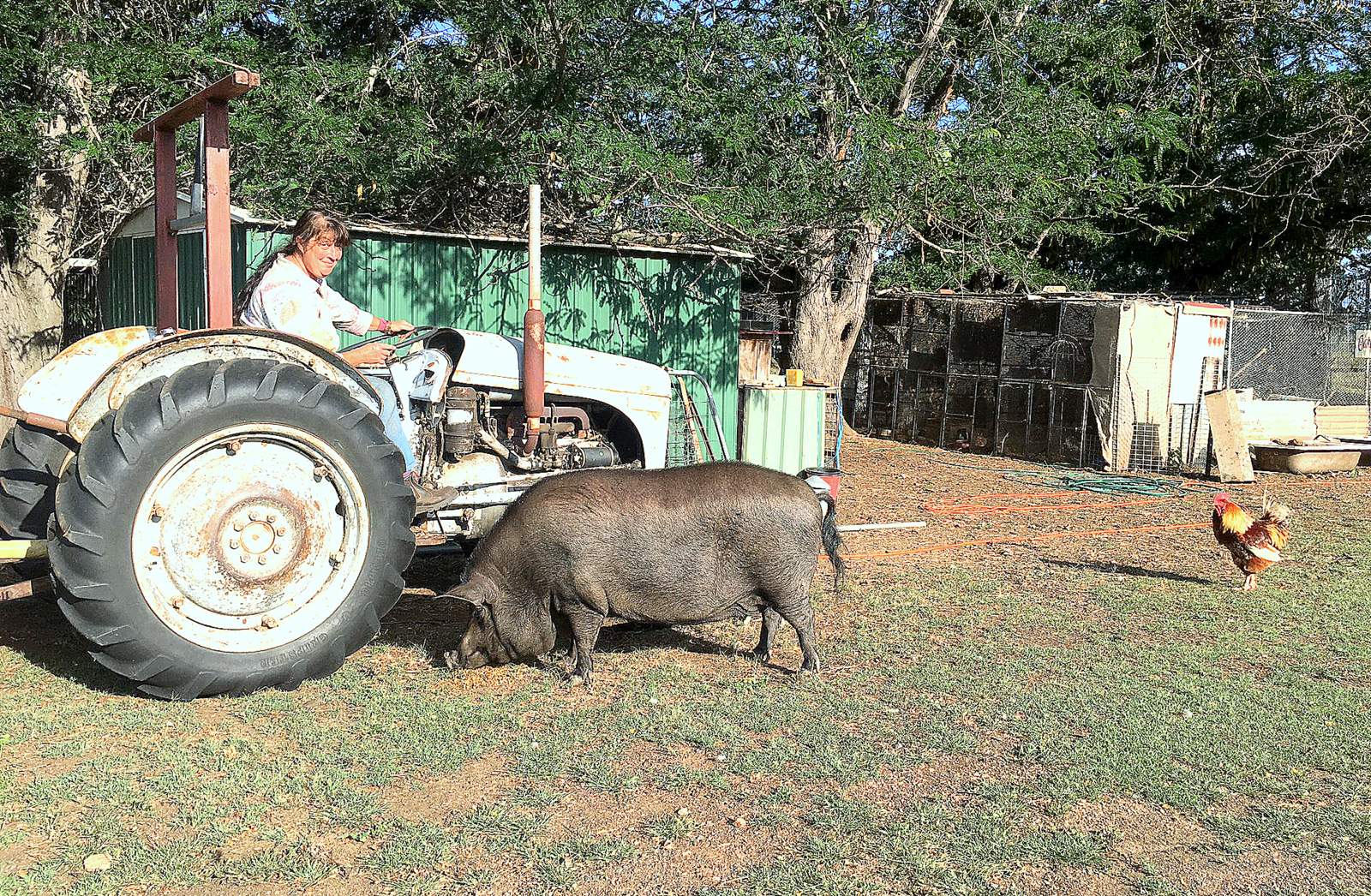 Portia the Pig, literary figure and devoted cricket fan turns 10 - ABC News