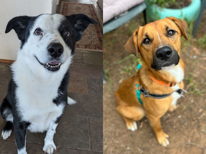 Mount Gambier woman gets suspended sentence after dogs found emaciated ...