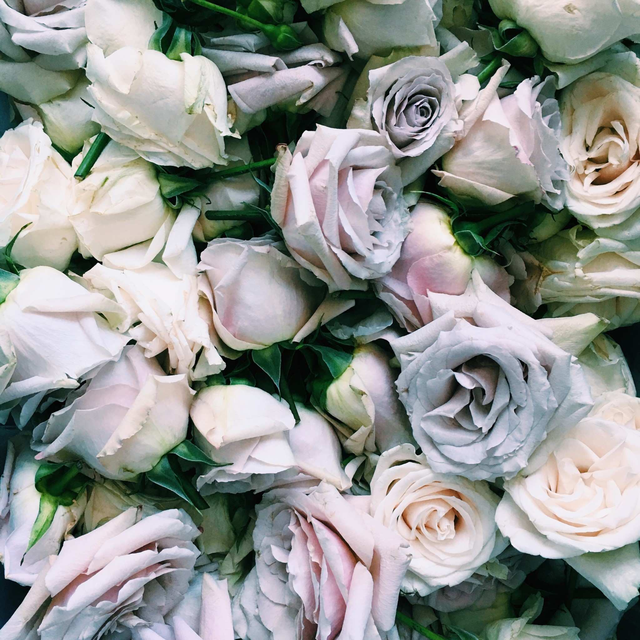 Repurposing your roses - ABC listen