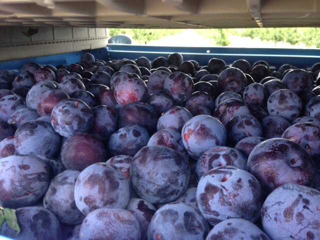 Plum hailed in fight against obesity after bringing fat rats 'back to ...