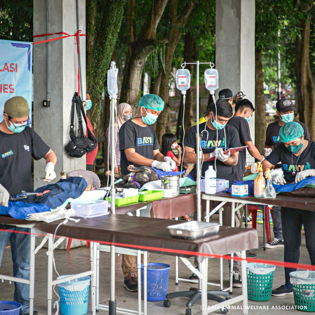 Angka Rabies di Bali Masih Tertinggi di Indonesia Meski Vaksinasi Sudah ...