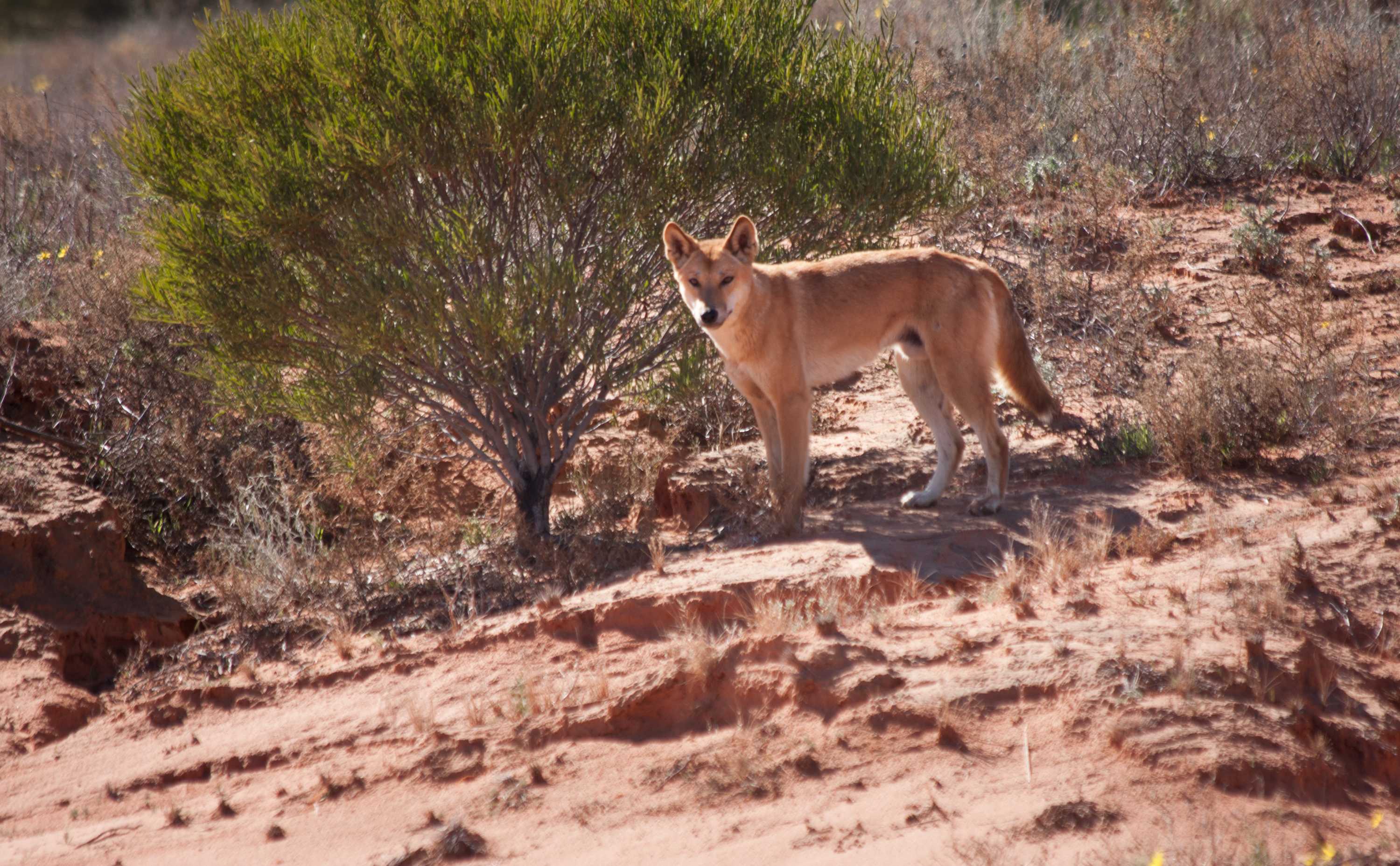 Dead dogs in trees: What's that all about? - ABC News