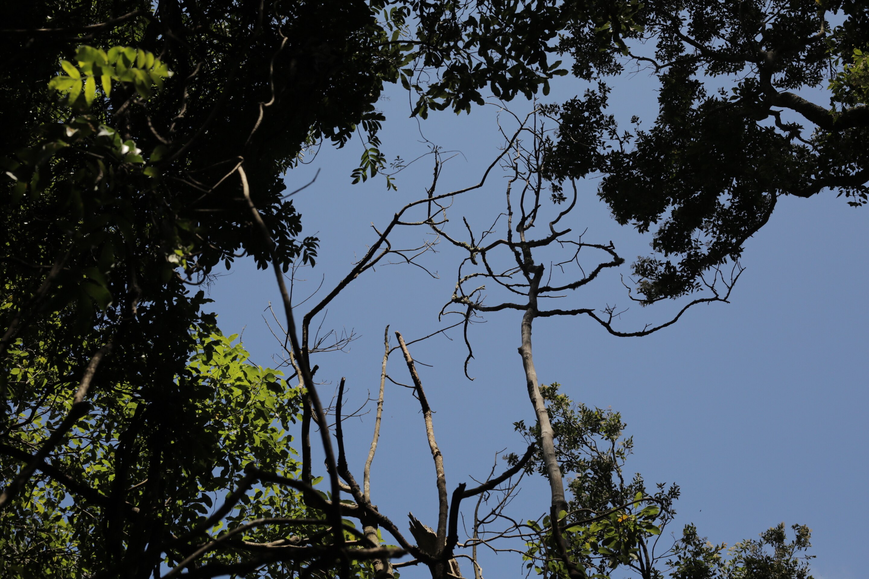 Sambar deer are destroying rainforest canopy trees in fire-affected ...