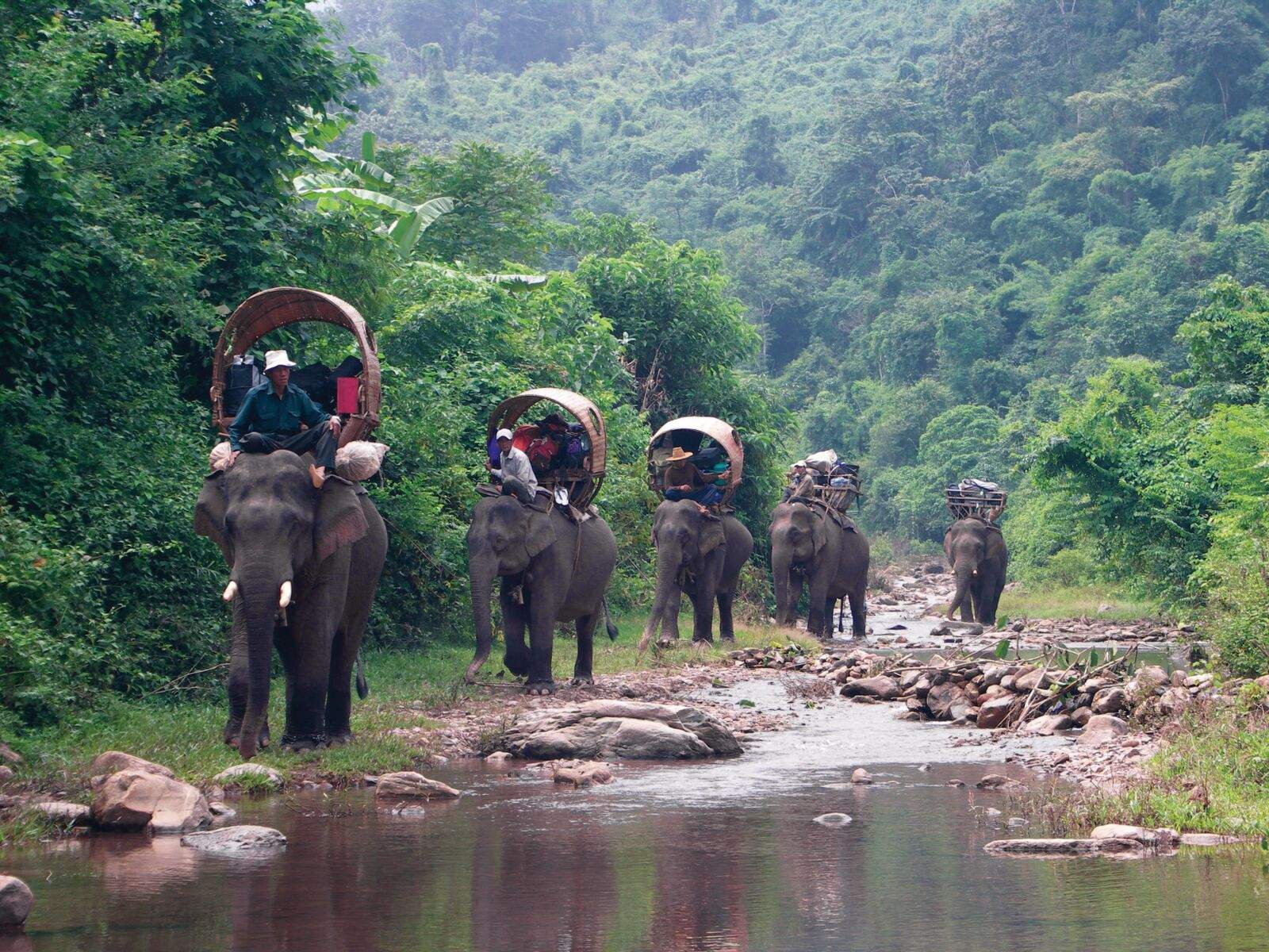 Elephant caravan treks across Laos on mission to stave off extinction ...