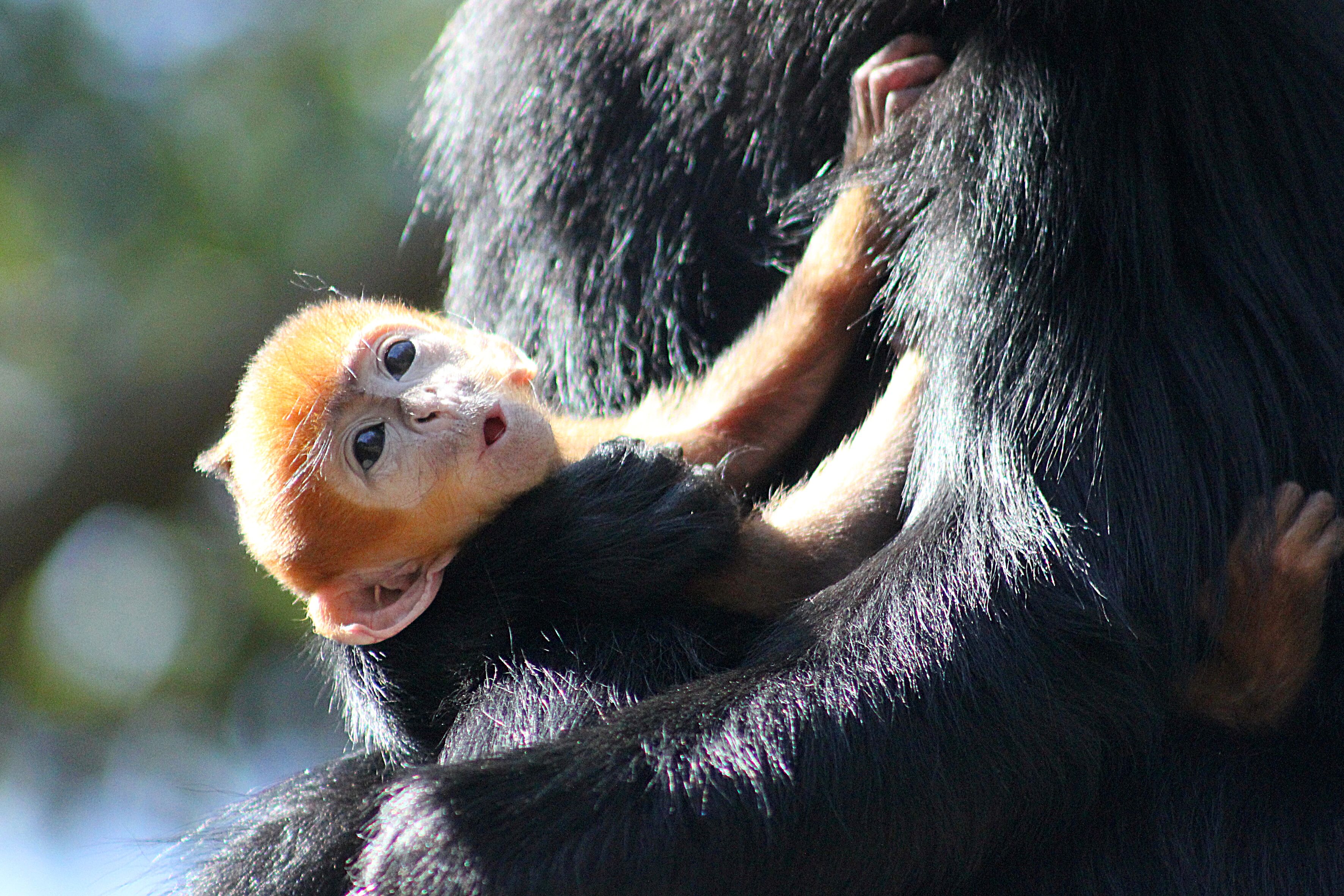 Nangua the Francois' Langur, one of the world's rarest monkeys, born at ...