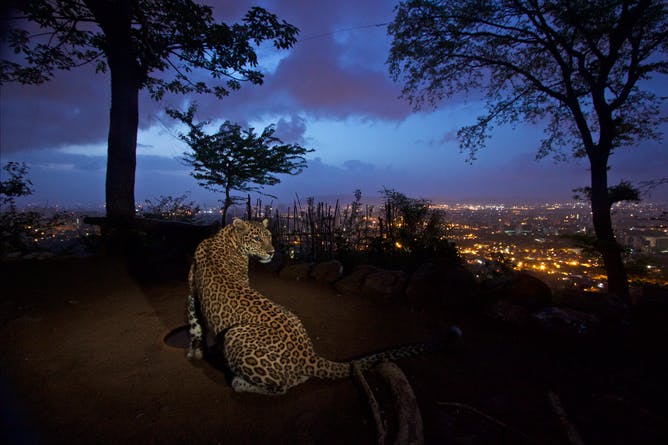 How the leopards that live in a city park are saving lives in Mumbai ...