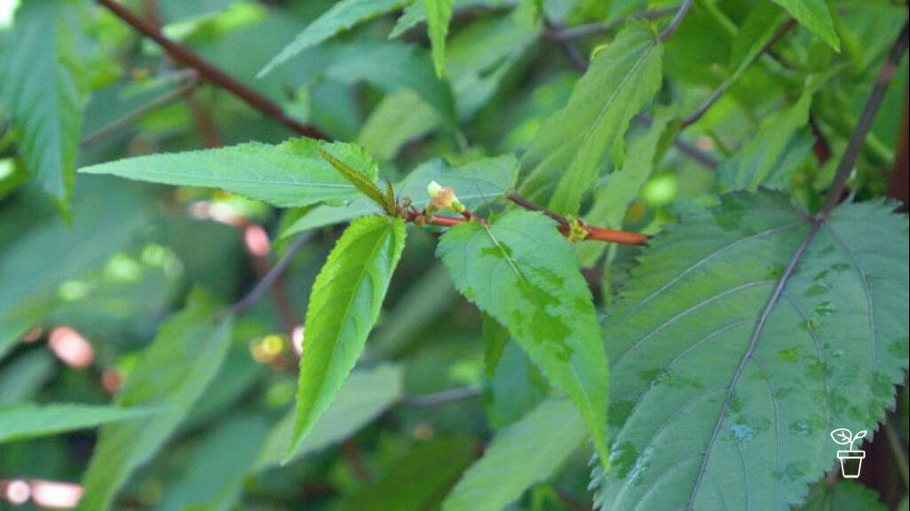 Little-known Edibles - Gardening Australia