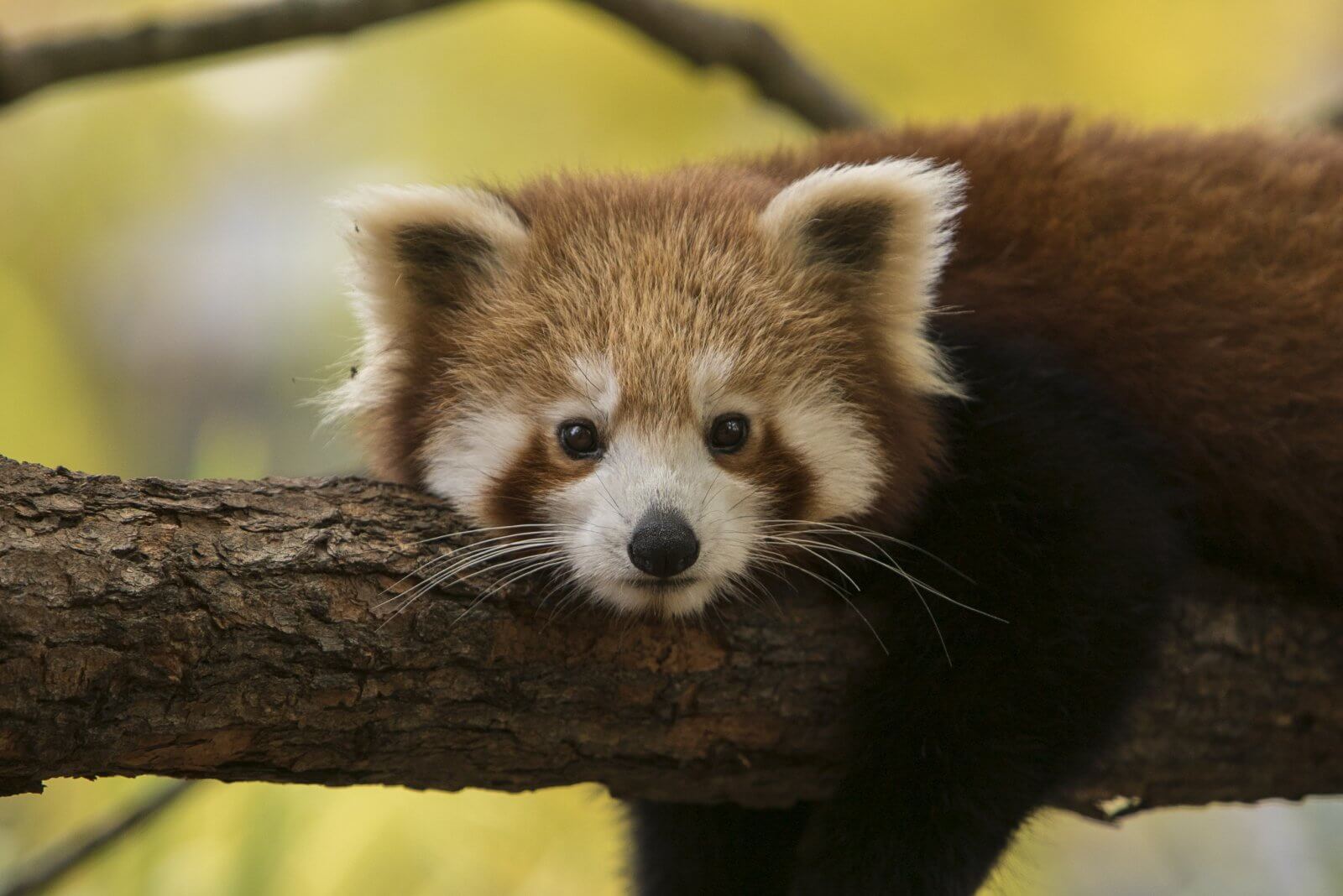 Red panda hit by car after escaping Symbio Wildlife Park - ABC News