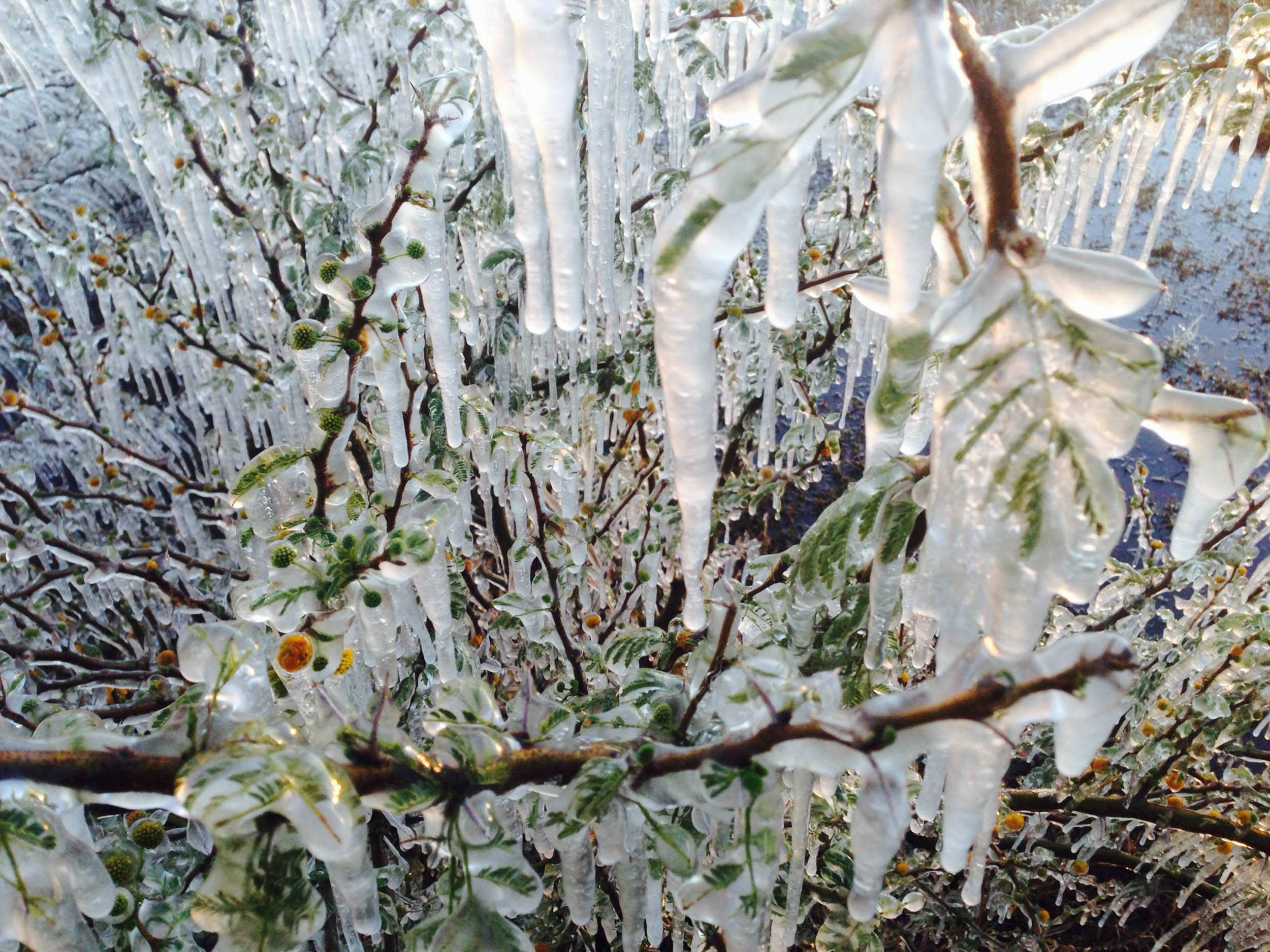 Central Queensland farmer awakes to icy winter wonderland - ABC News