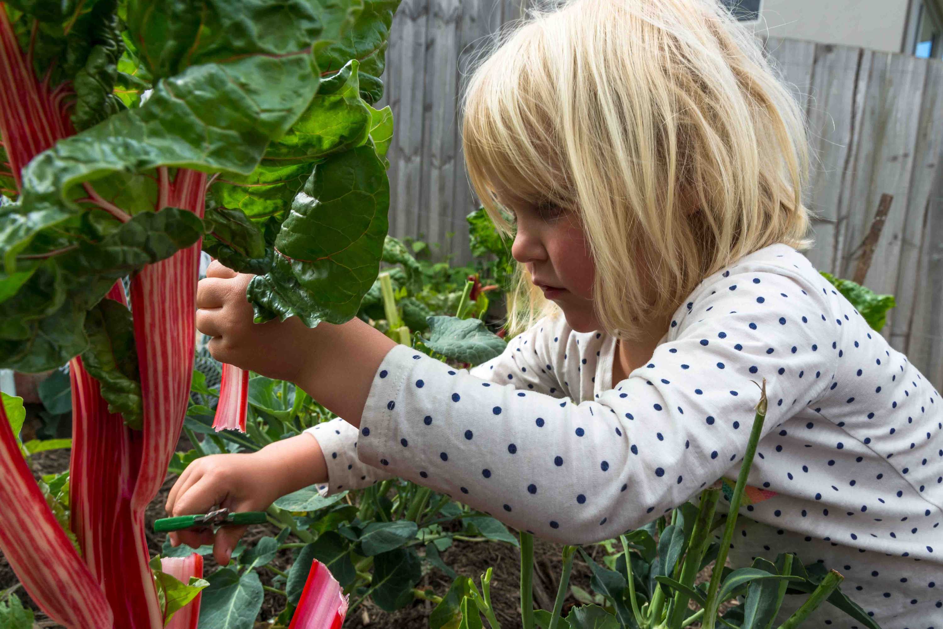 Gardening talkback: rhubarb rhubarb - ABC Hobart