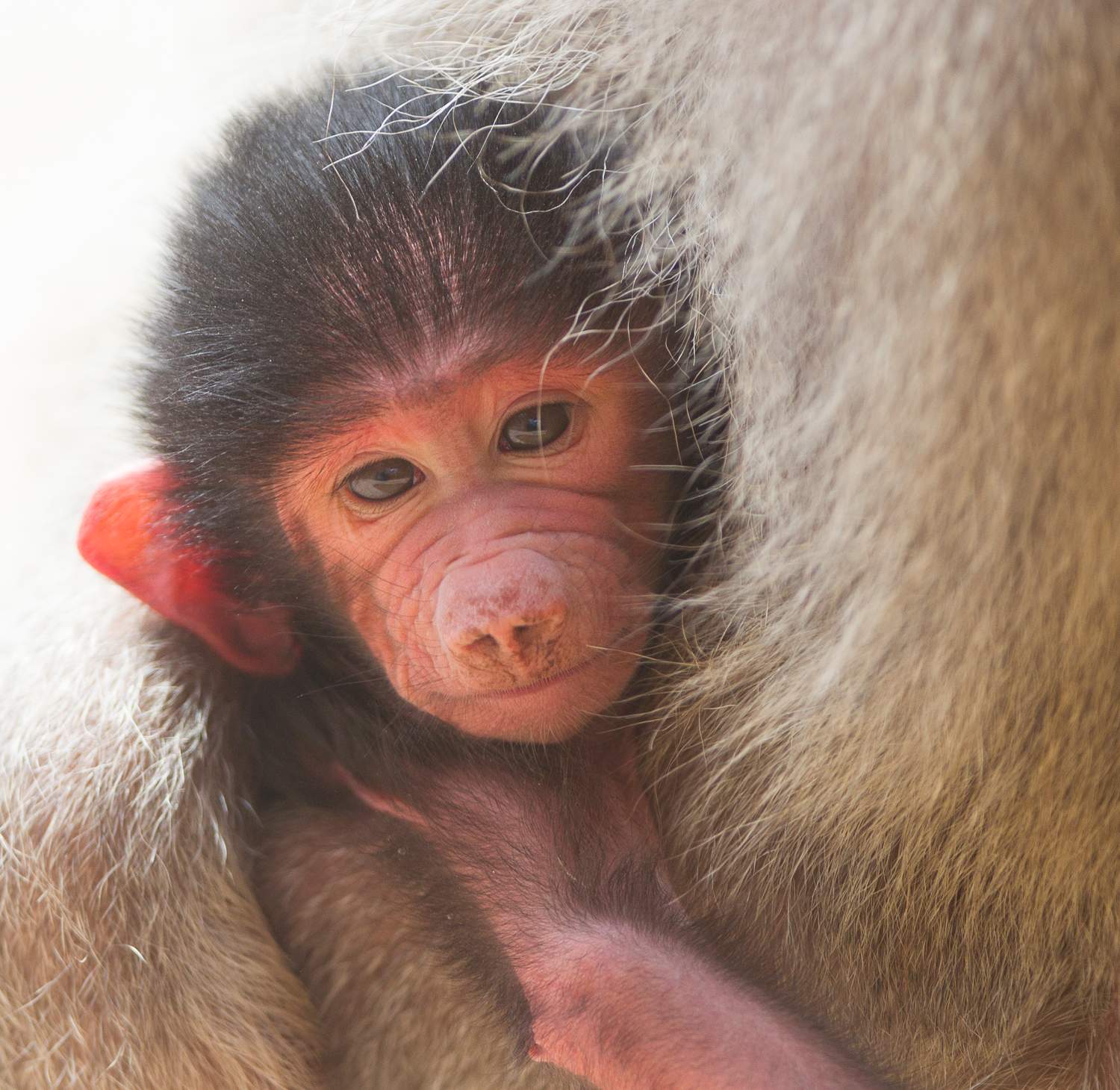 Baby baboon an early Christmas present for staff at Adelaide Zoo - ABC News
