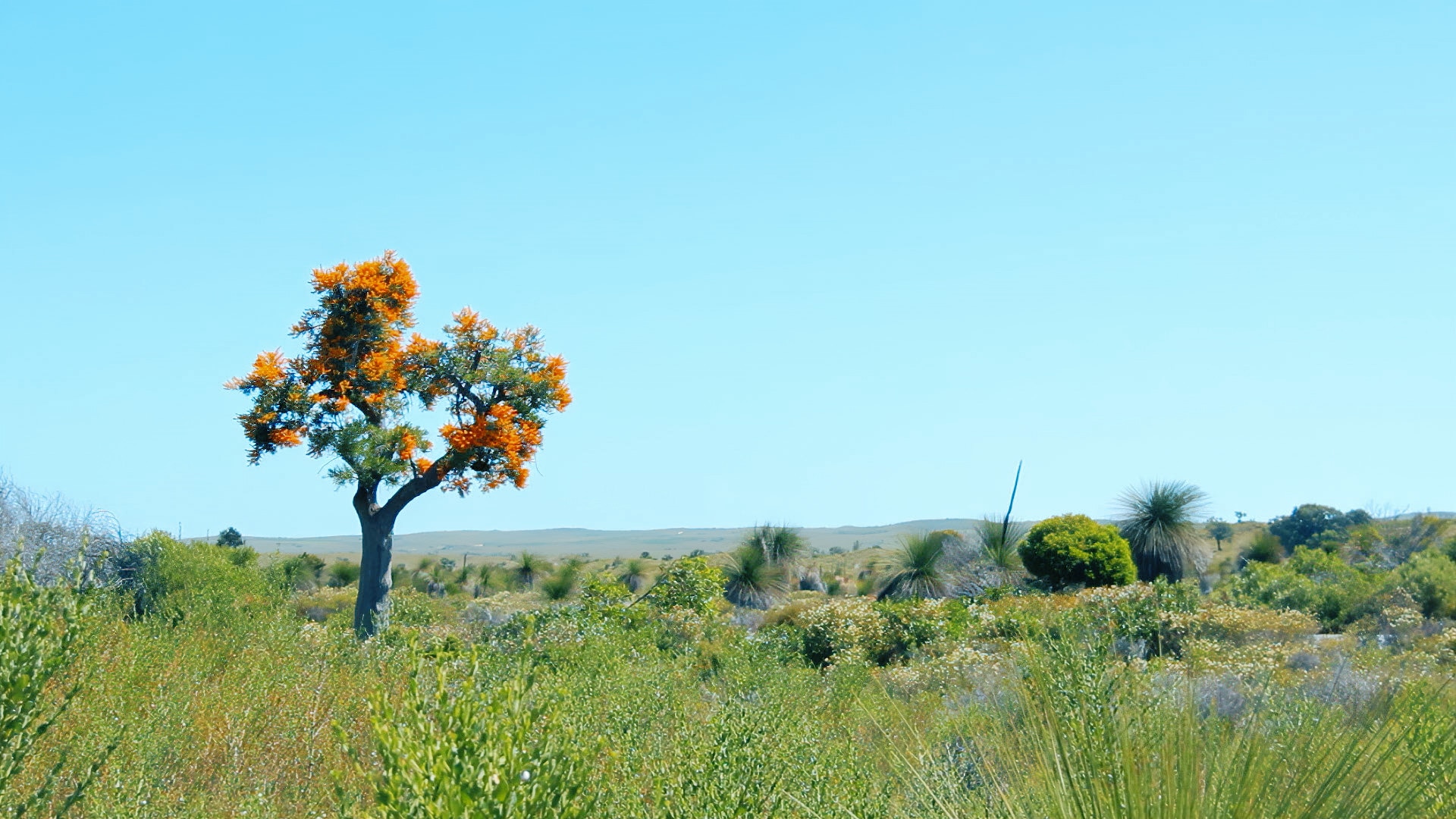 Western Australia's native Christmas tree, the Moodjar, is beginning to ...