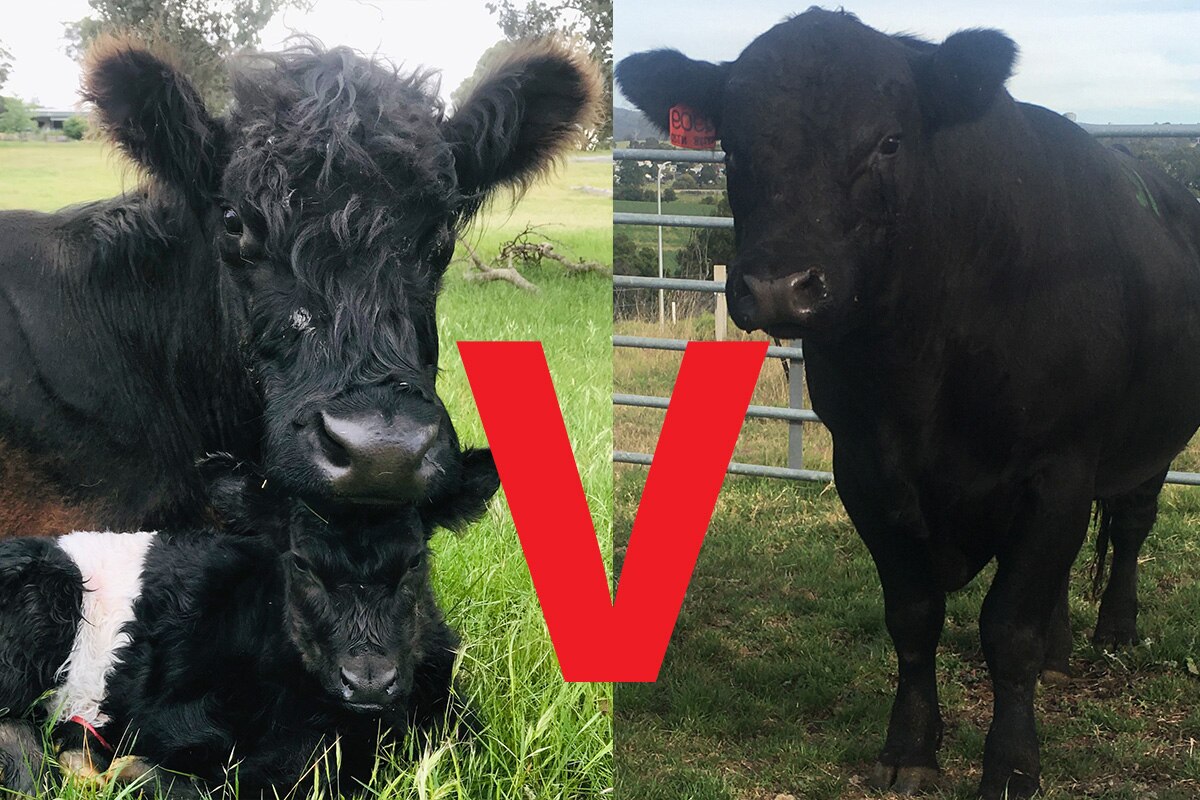 Will the Belties belt the Angus? Warwick Long's Best Beef Breed poll ...