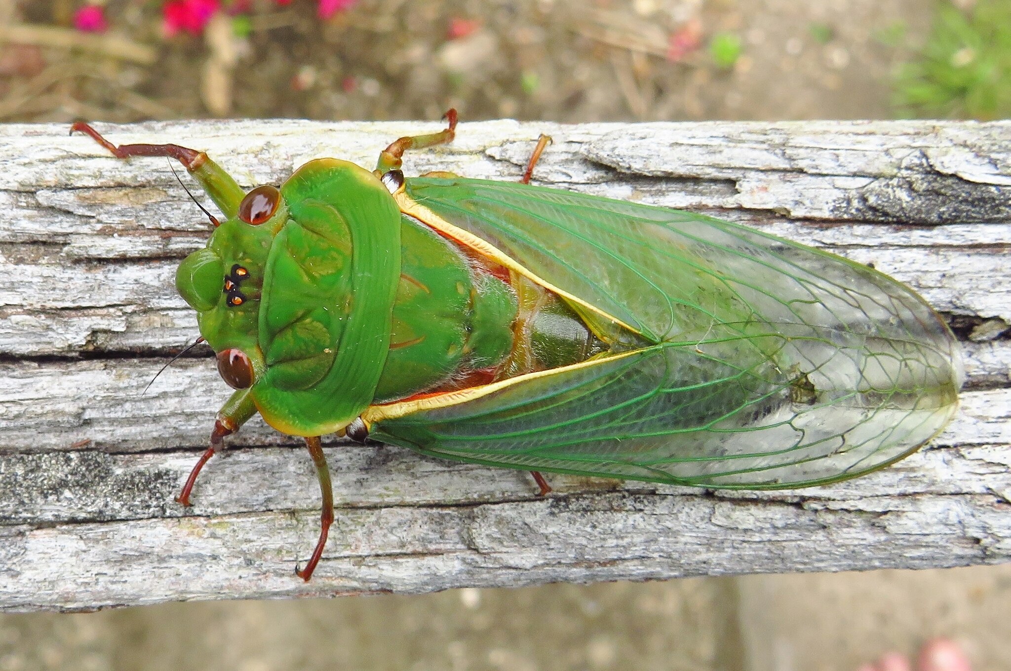 Top six critters nominated for 2025 ABC Australian Insect of the Year - ABC News