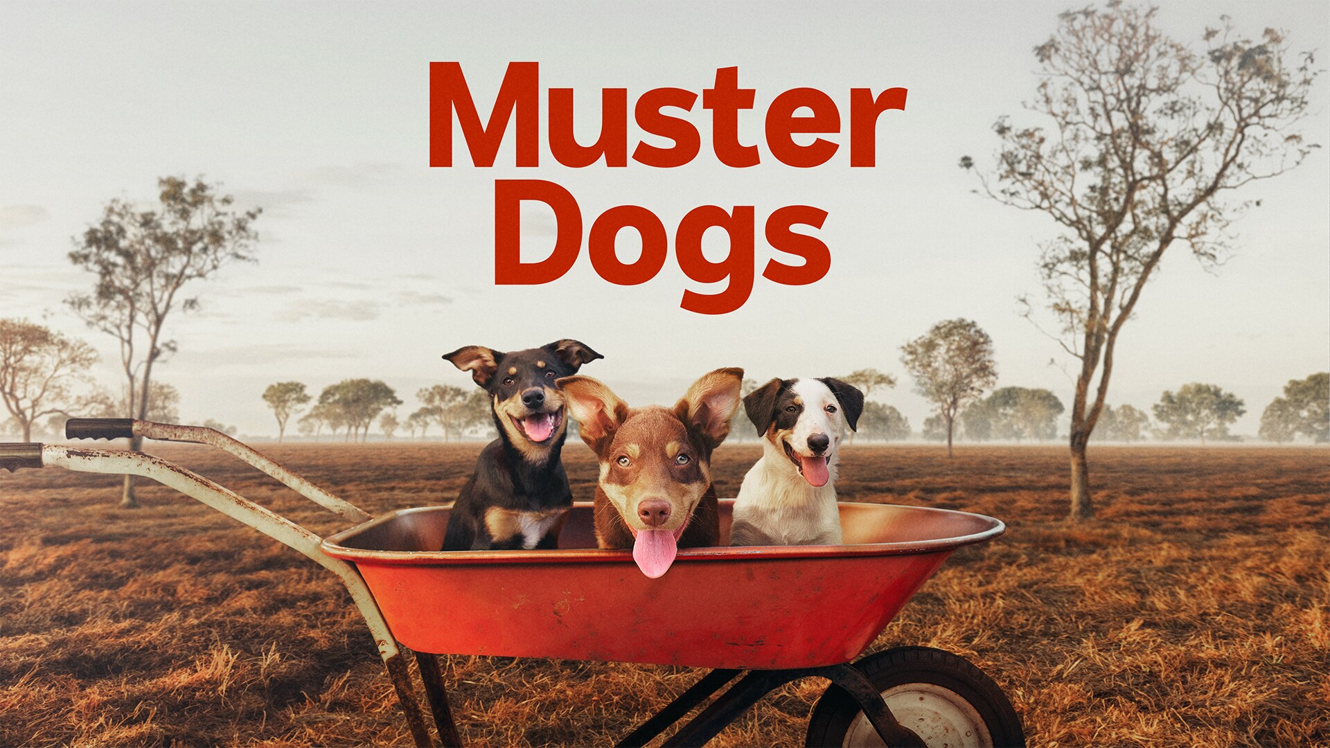 Muster Dogs - ABC Content Sales