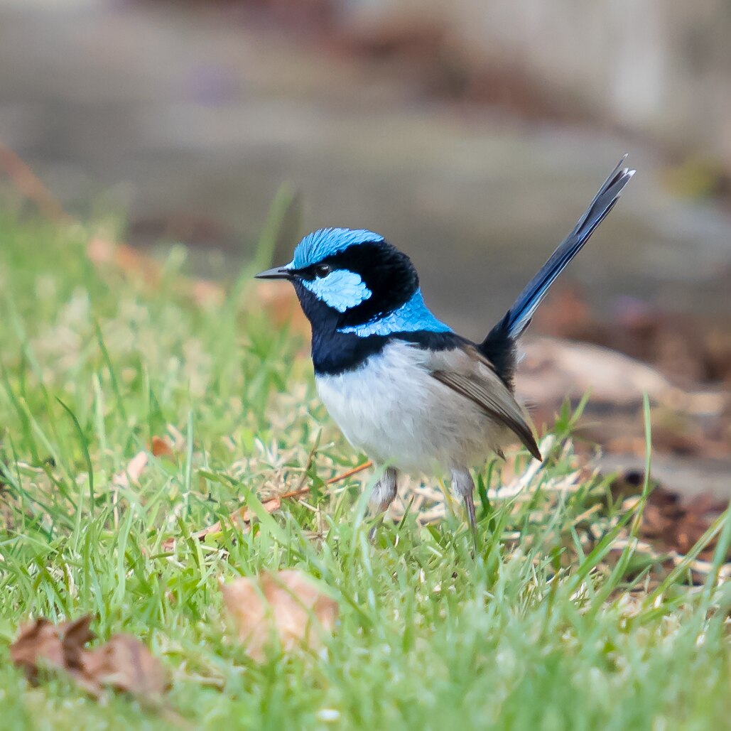 An evening with birdsong - ABC listen