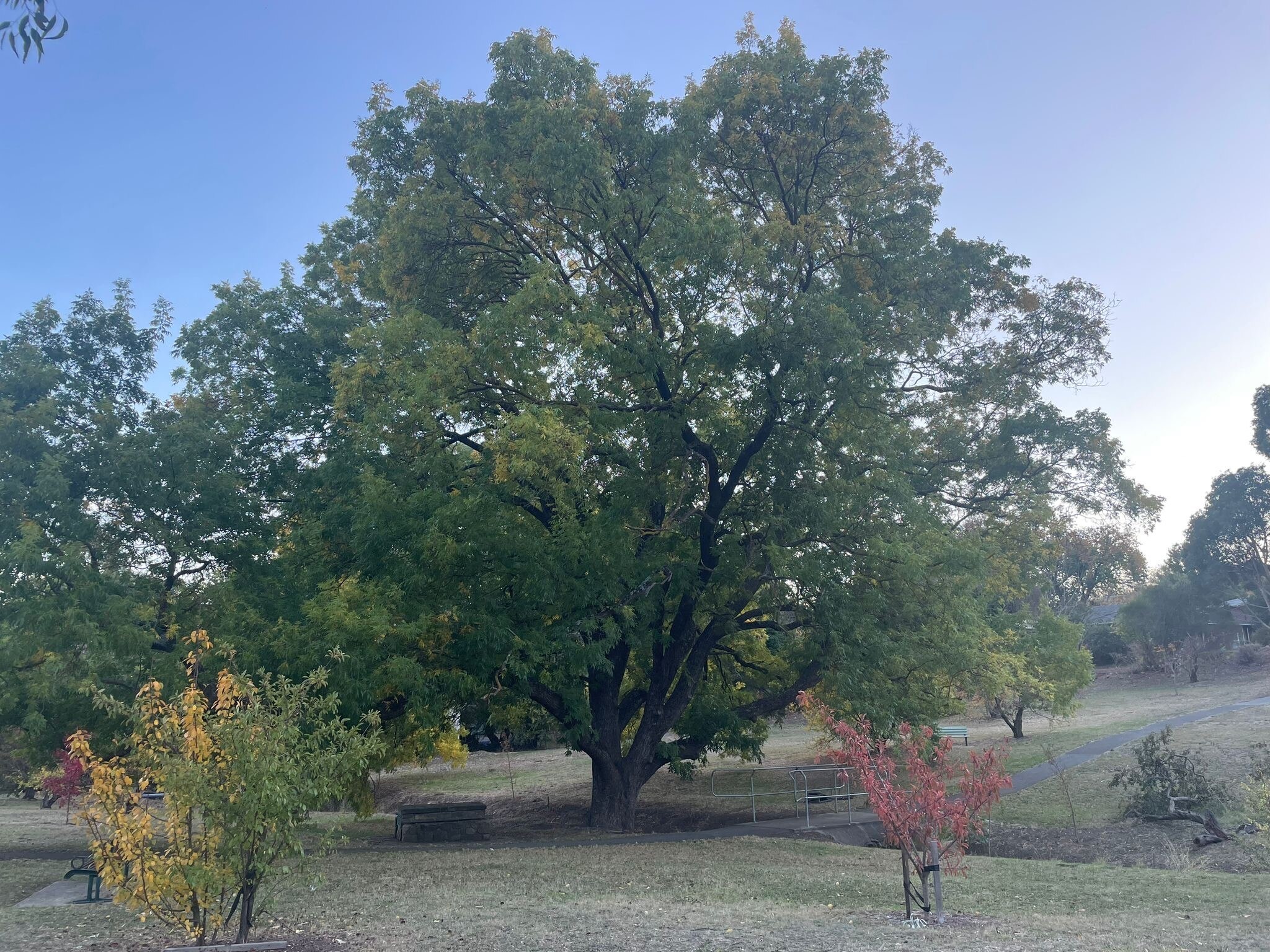SA's Tree of the Year could be the biggest in the world - ABC listen