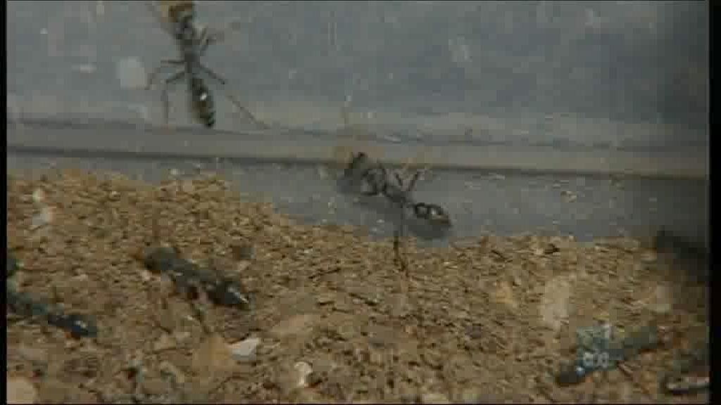 Breakthrough in fight against ant's venom - ABC News