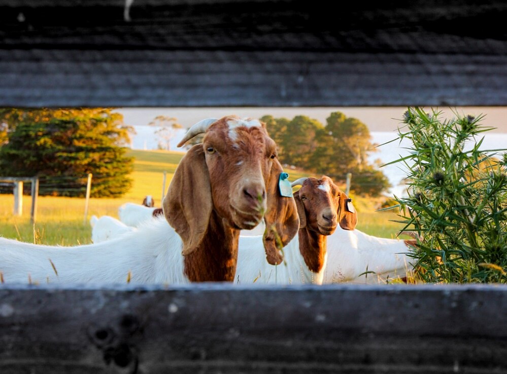 Improving the soil on one unique Tasmanian farm to make the goats even ...