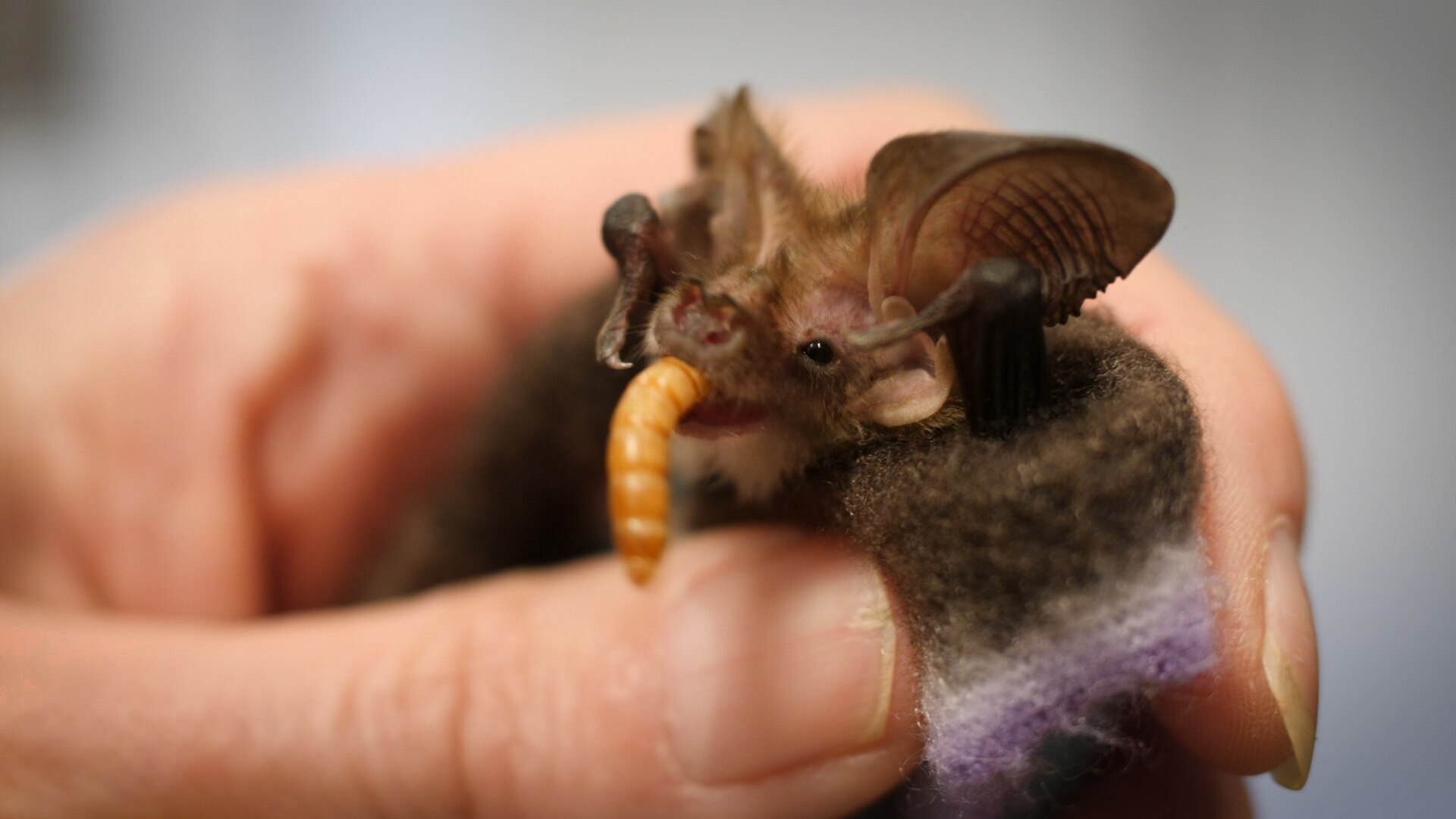 Microbats can eat almost half their body weight in a night. - ABC News
