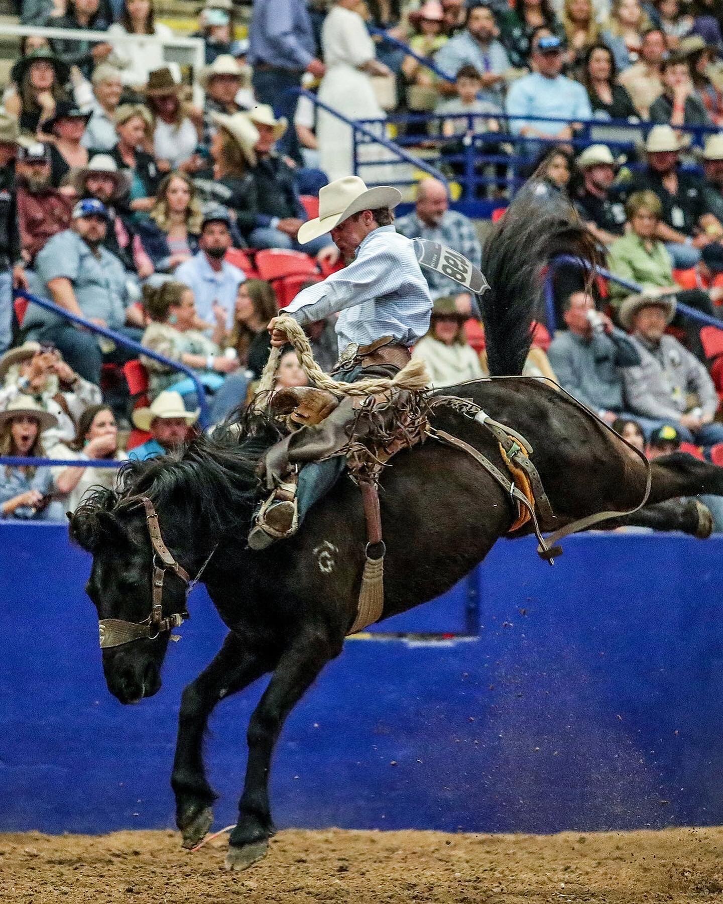 How rodeo rider William Reynolds went from Sydney surfer to Texan ...