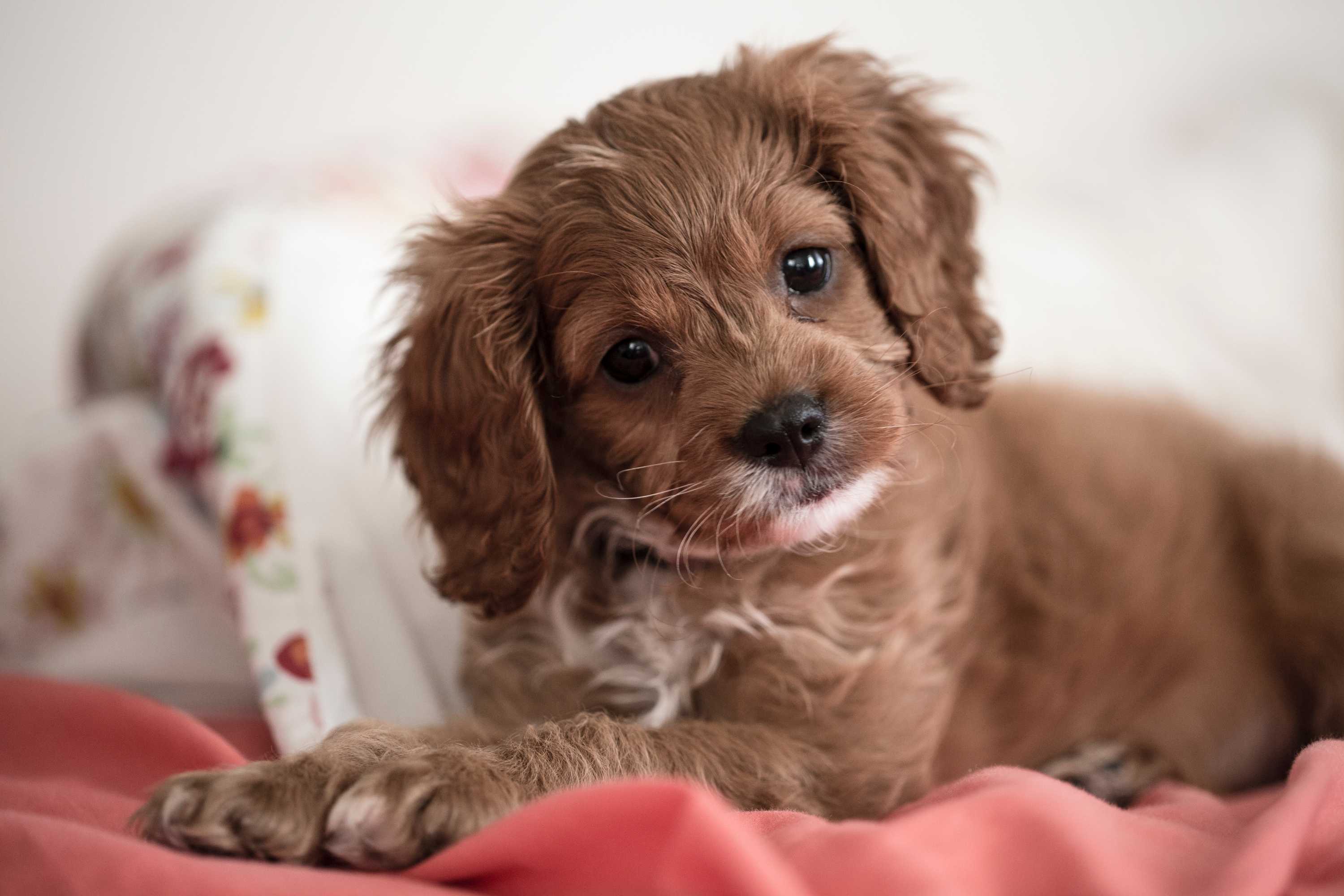Australians lost $250,000 on scams selling fake pets, Scamwatch says ...