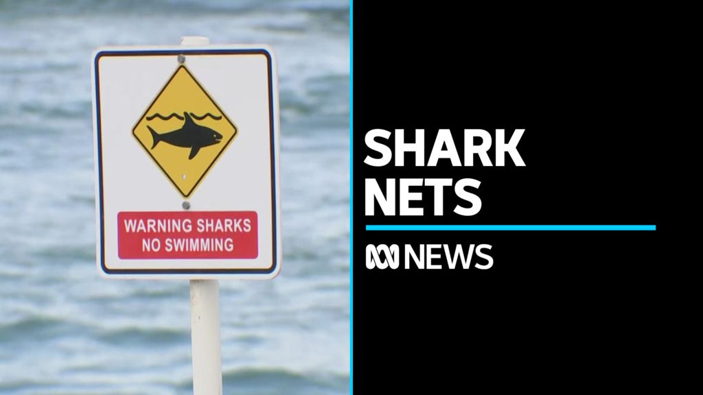 Flashback of 1958 federal election - ABC News