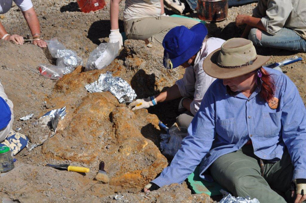 Outback Qld dinosaur dig unearths bones bonanza near Winton - ABC News