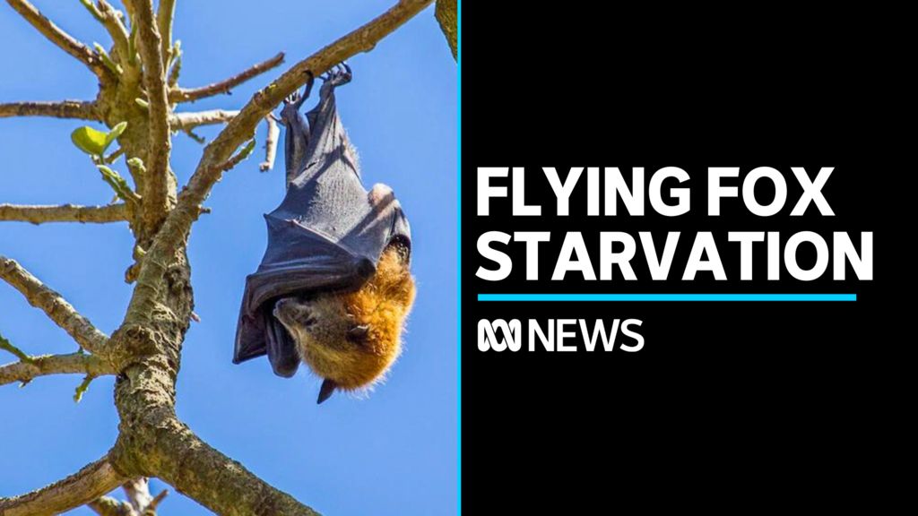 Flying foxes in Australia are battling starvation - ABC News