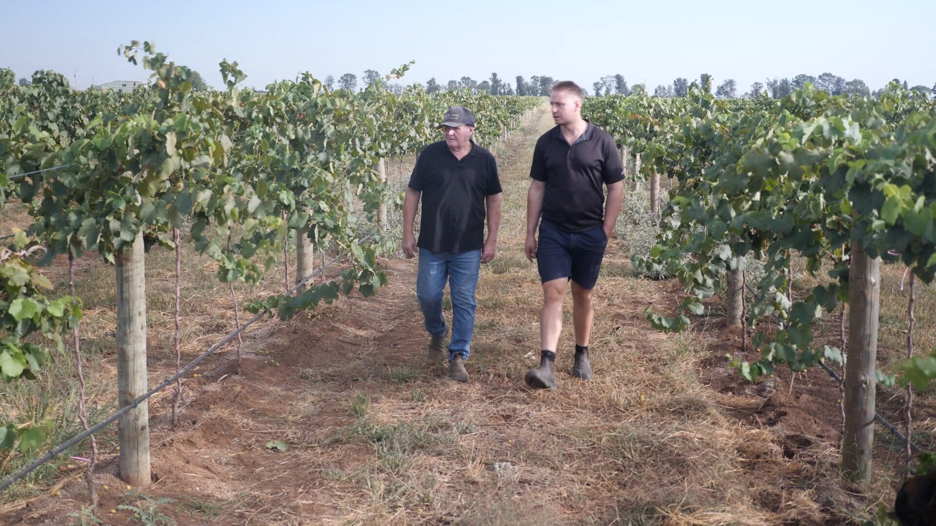 Grape grower looks to Italian niche varieties as industry feels pain of ...