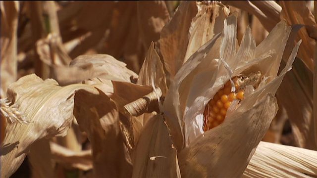 Brothers grow popcorn for a nation of moviegoers - ABC News