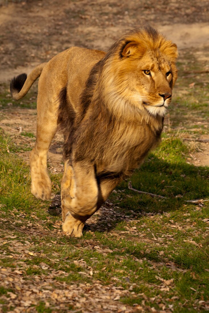 Brisbane Lions scrap real lion at the Gabba idea after negative public ...