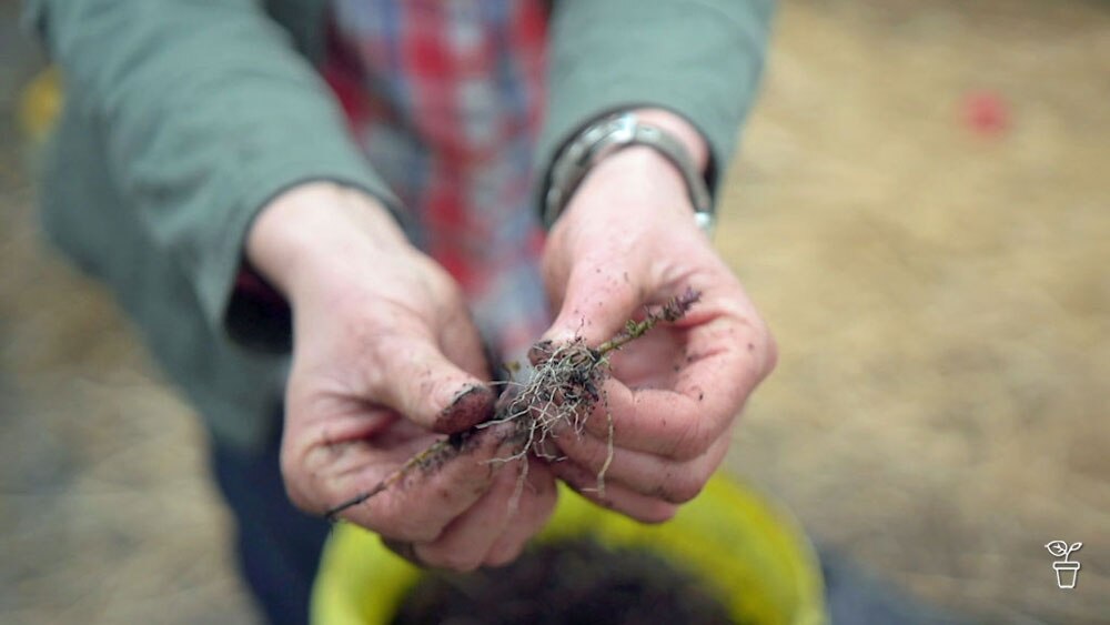 Top Tip - Propagating Mint - Gardening Australia