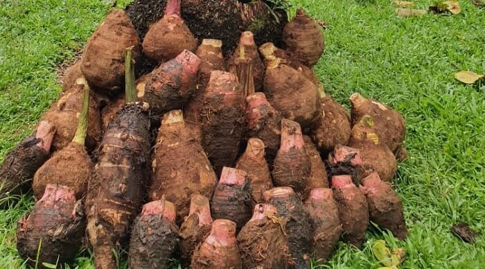 PNG taro ikam insait long Australia maket - ABC Pacific