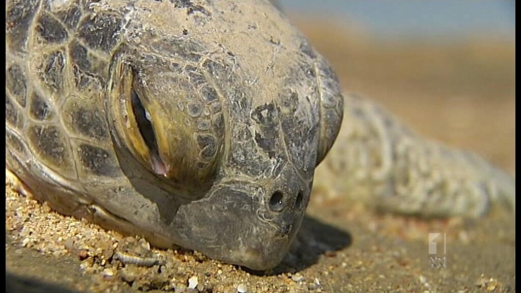 Turtles, dugongs die as wet season harms sea grass - ABC News