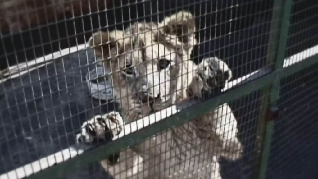 "It's businessmen breeding these animals for profit" Ian Michler ...