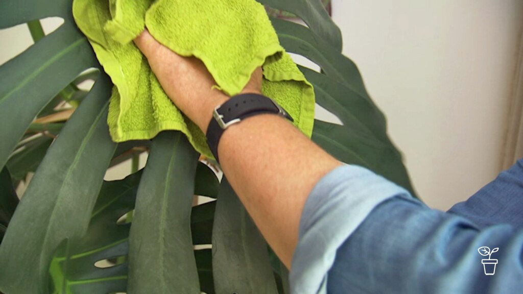 FAQs - Bulb Vigour | Dusting indoor plants | Native Grasses - Gardening ...