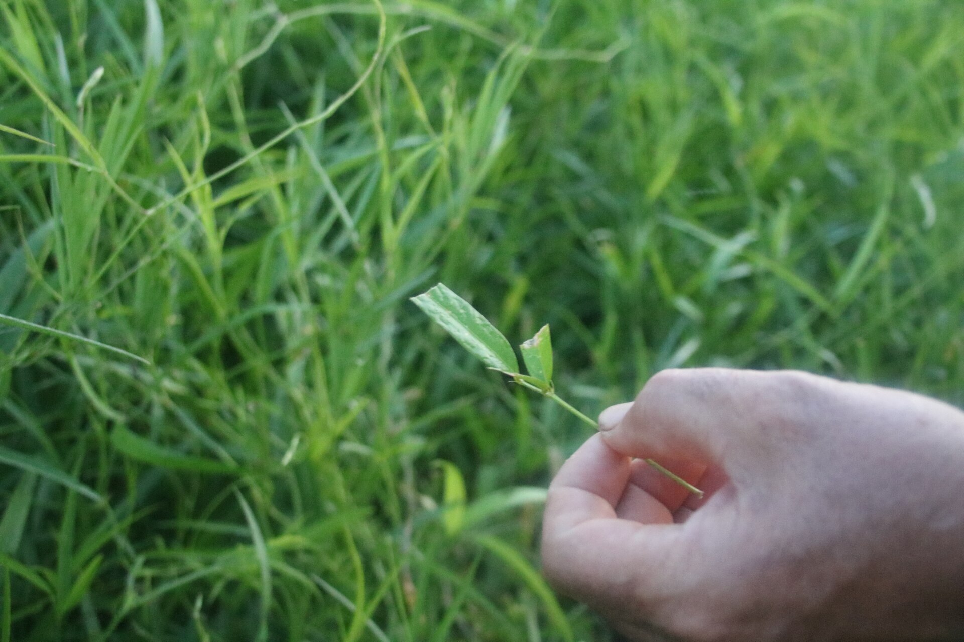 Thousands of magpie geese decimate hay crops in Douglas Daly despite ...