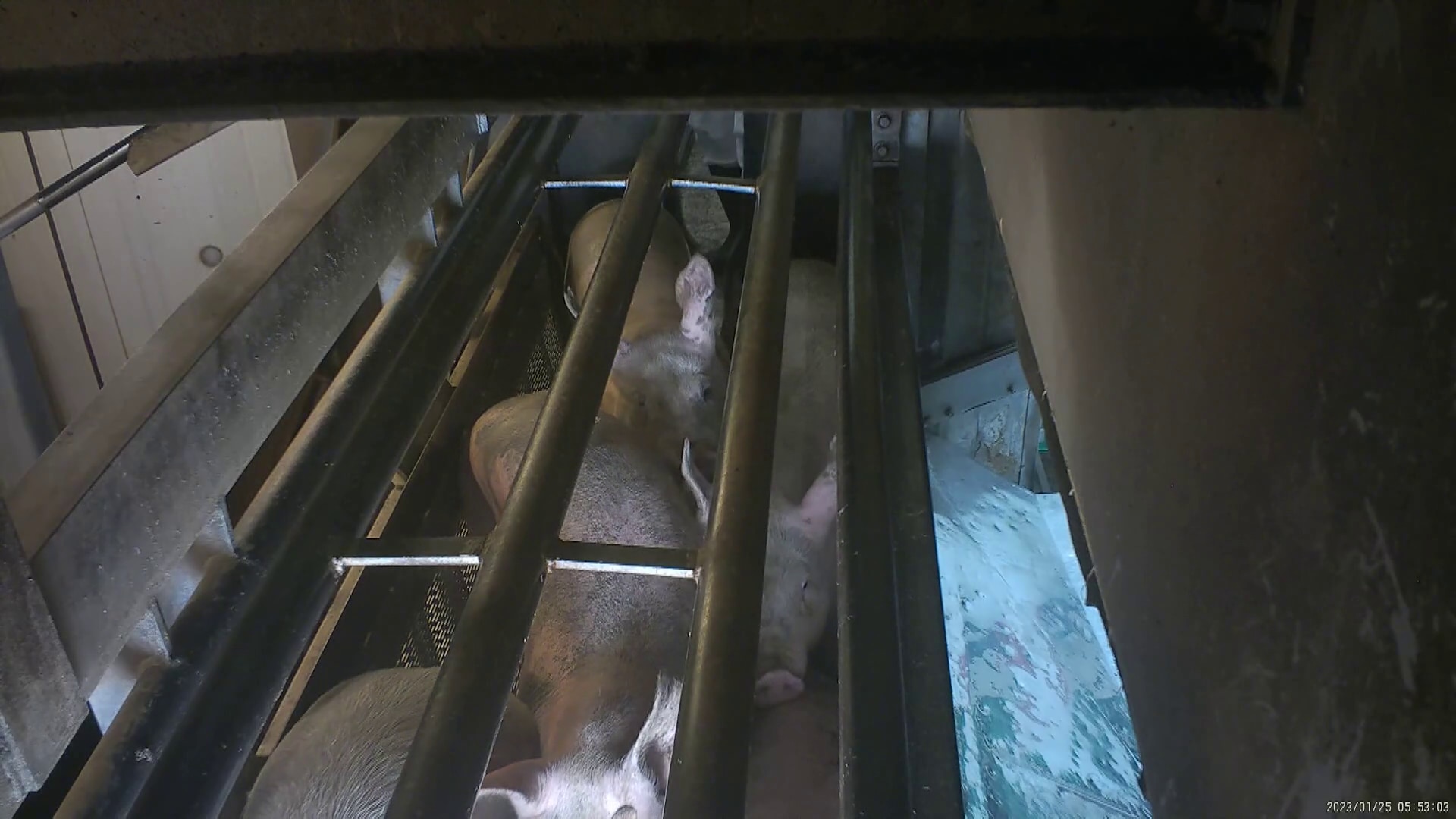Hidden camera of pigs in gondola - ABC News