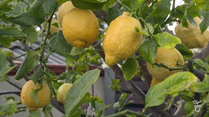 Structuring Citrus - Gardening Australia